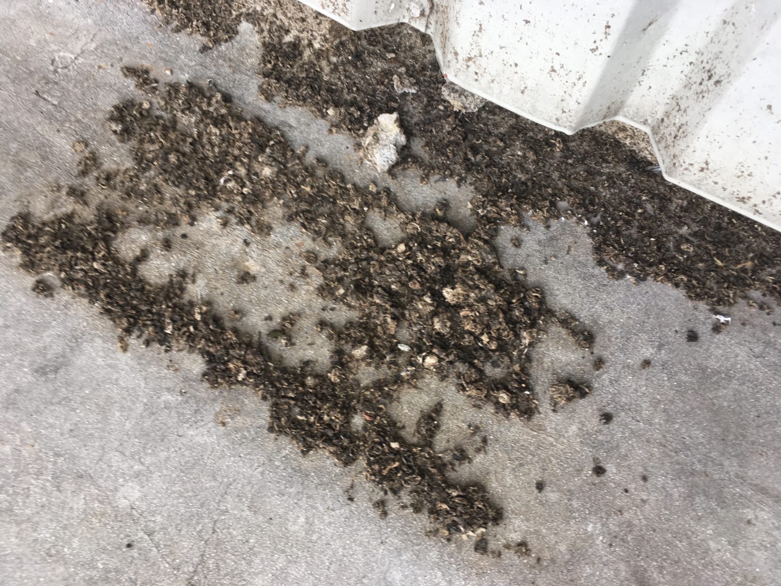 Bird Droppings' Dangers - The Eliminator Ltd